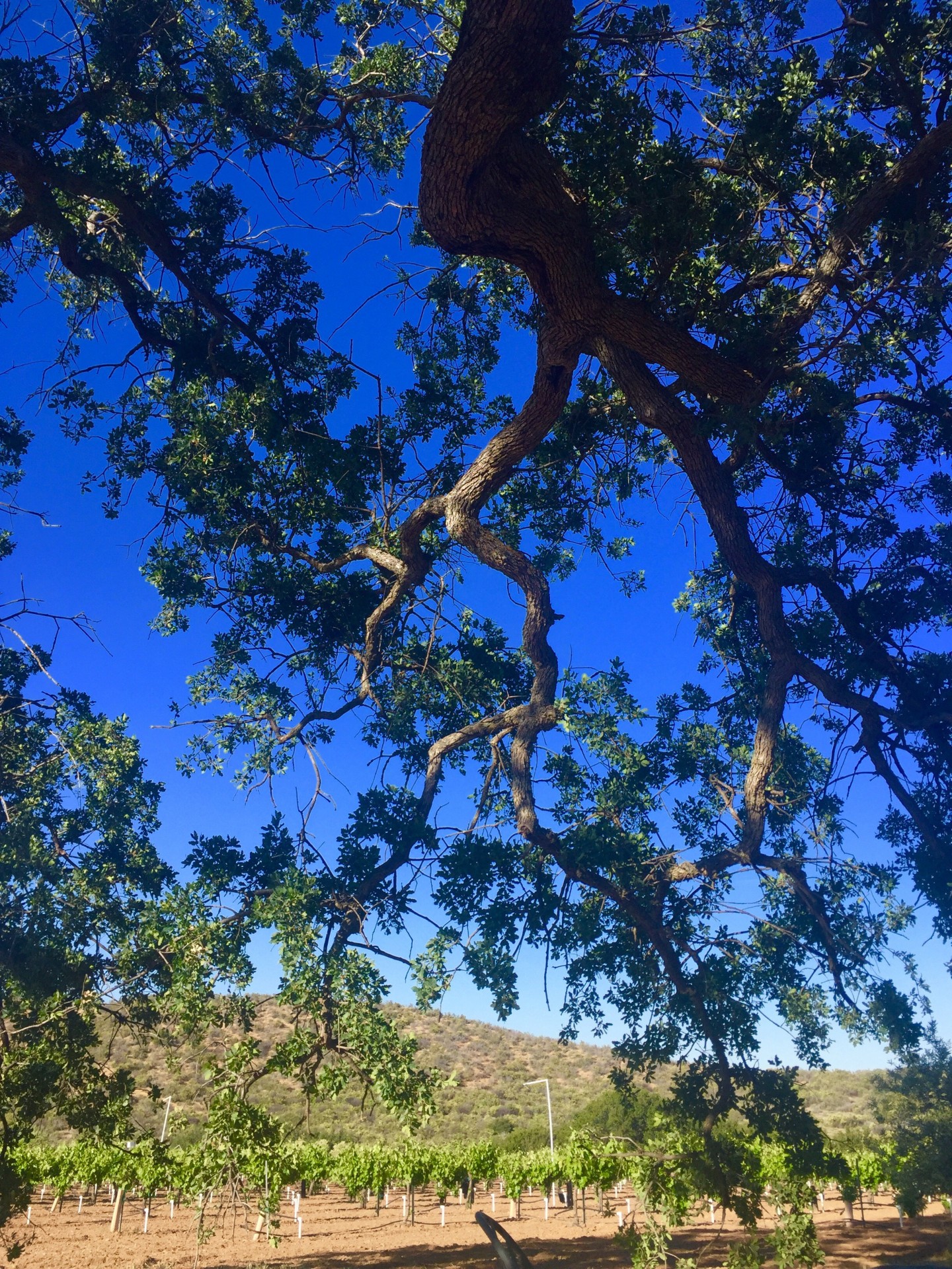 vineyard-oak tree view